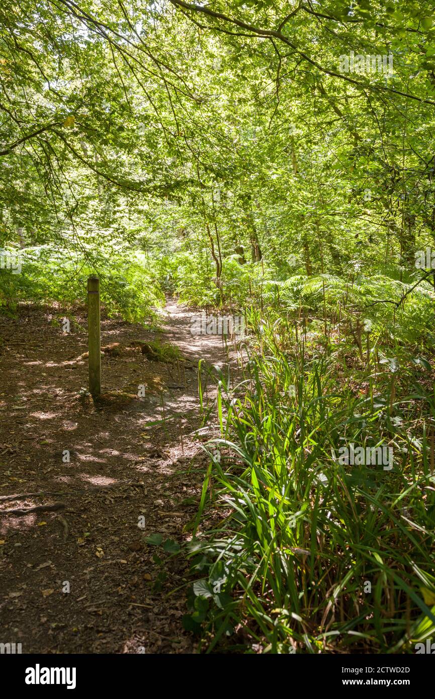 Woodland Pathway with Waymarker Stock Photo - Alamy