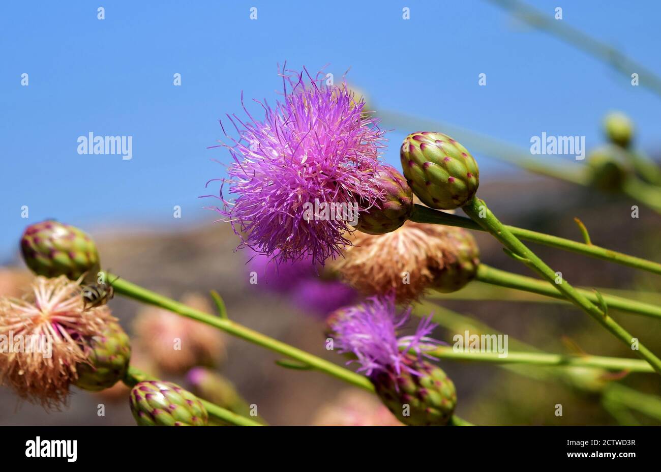 Maltese rock centaury hi-res stock photography and images - Alamy