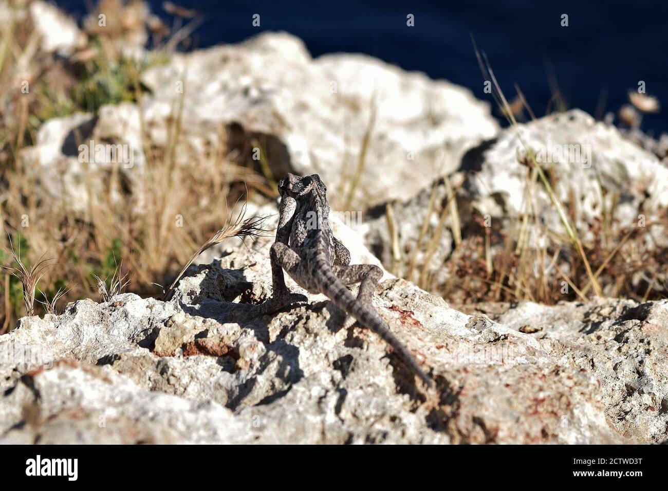 Garigue vegetation hi-res stock photography and images - Alamy