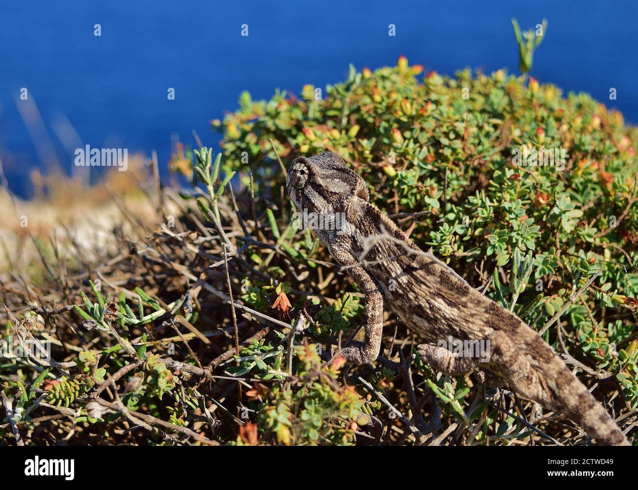 Mediterranean Chameleon among garigue vegetation on a cliff Stock Photo ...