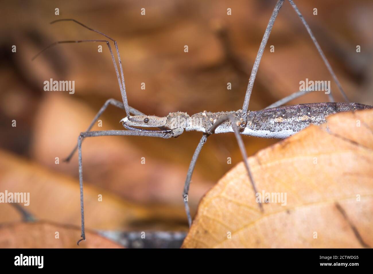 Brown Assassin bug nymph (Acanthaspis obscura), Kruger National Park ...