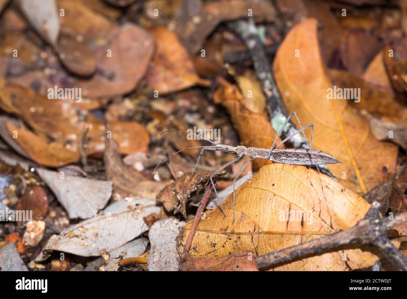 Brown Assassin bug nymph (Acanthaspis obscura), Kruger National Park ...