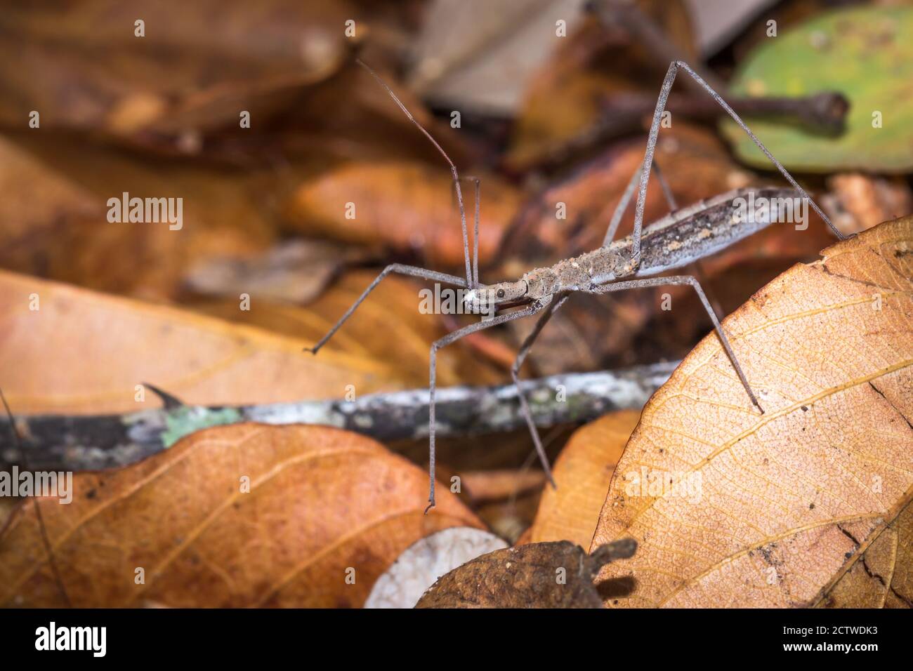 Acanthaspis obscura hi-res stock photography and images - Alamy