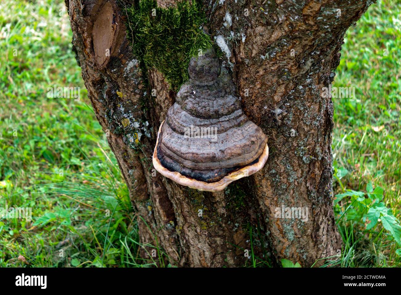 Tinder fungus on a tree close-up used for treatment Stock Photo - Alamy