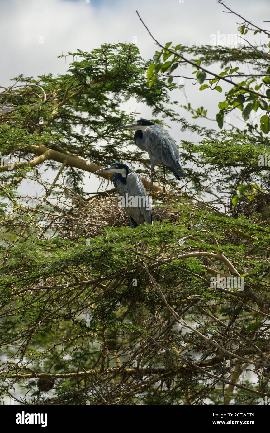 Black-headed herons (Ardea melanocephala) perched in tree, Kenya, East ...