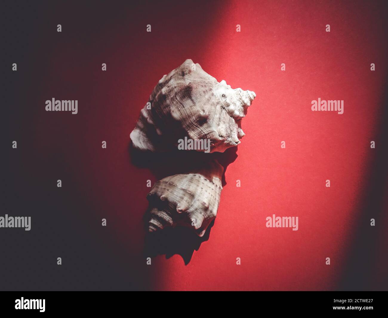 Two sea shells top view Stock Photo - Alamy