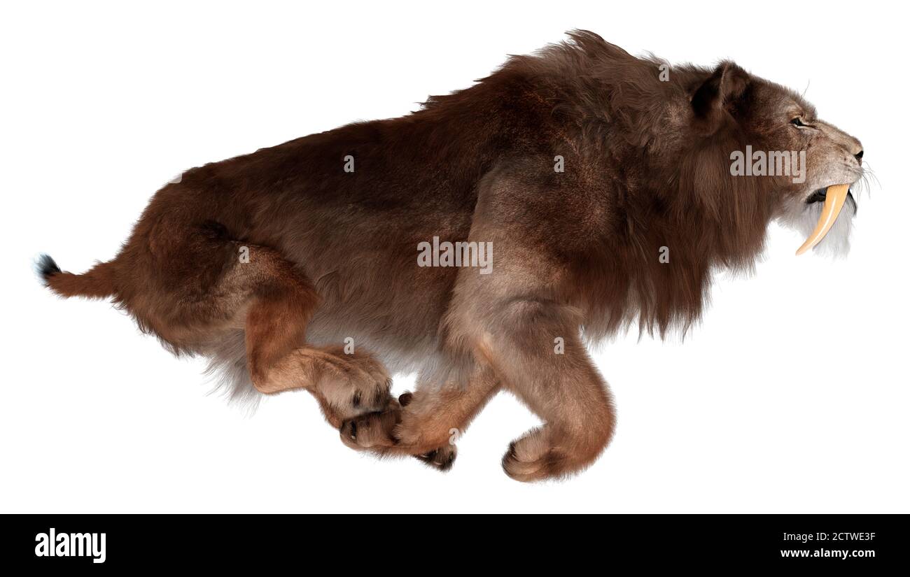 3D rendering of a brown sabertooth tiger isolated on white background ...