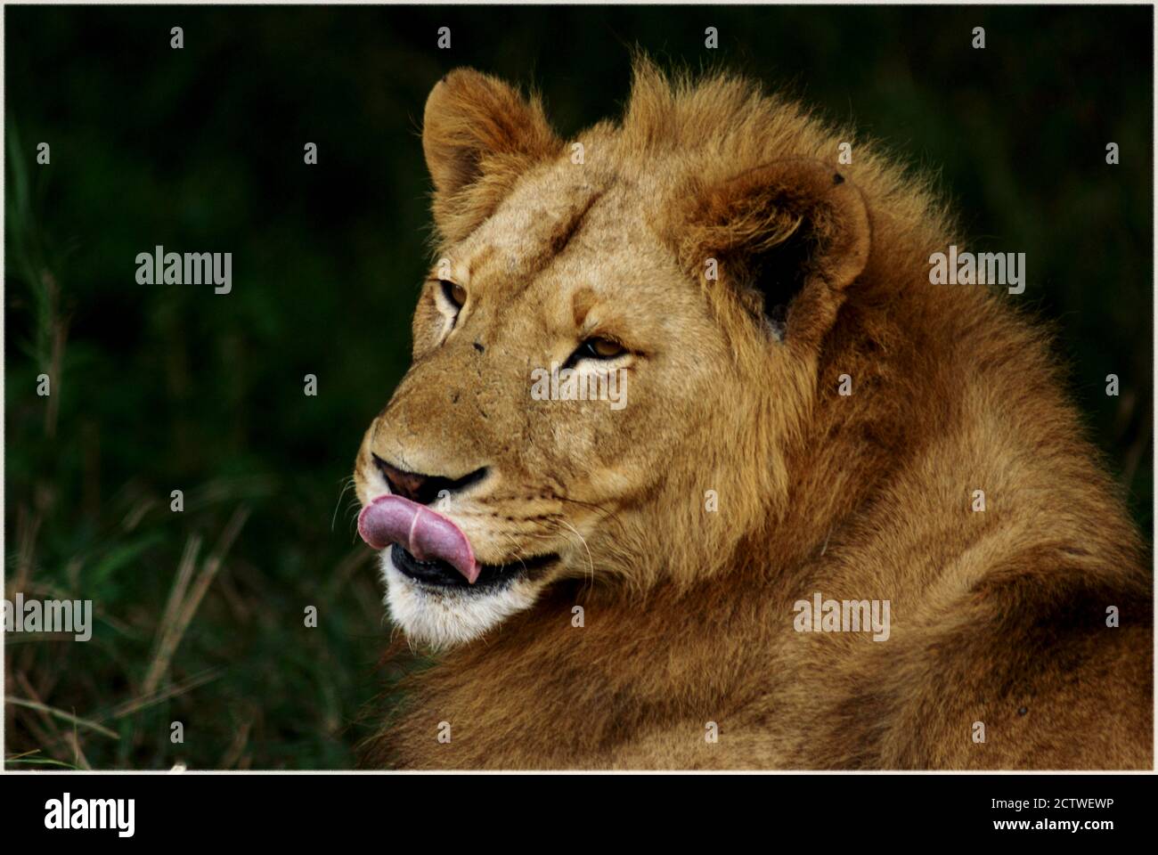lion in natural enviroment, yawning and bing lazy enjoying the day ...