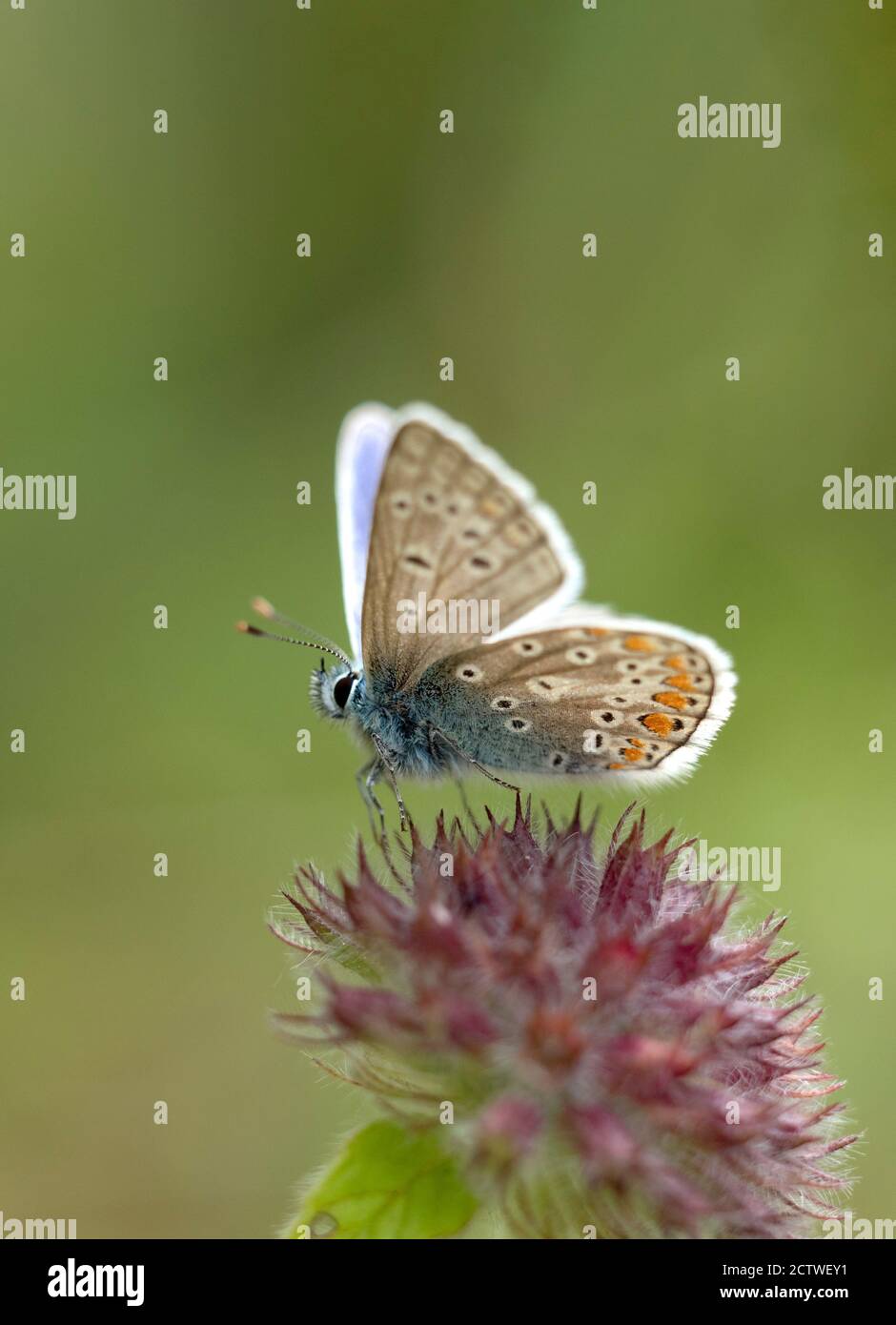 Common Blue Butterfly, (Polyommatus icarus), Kent, UK, male Stock Photo ...