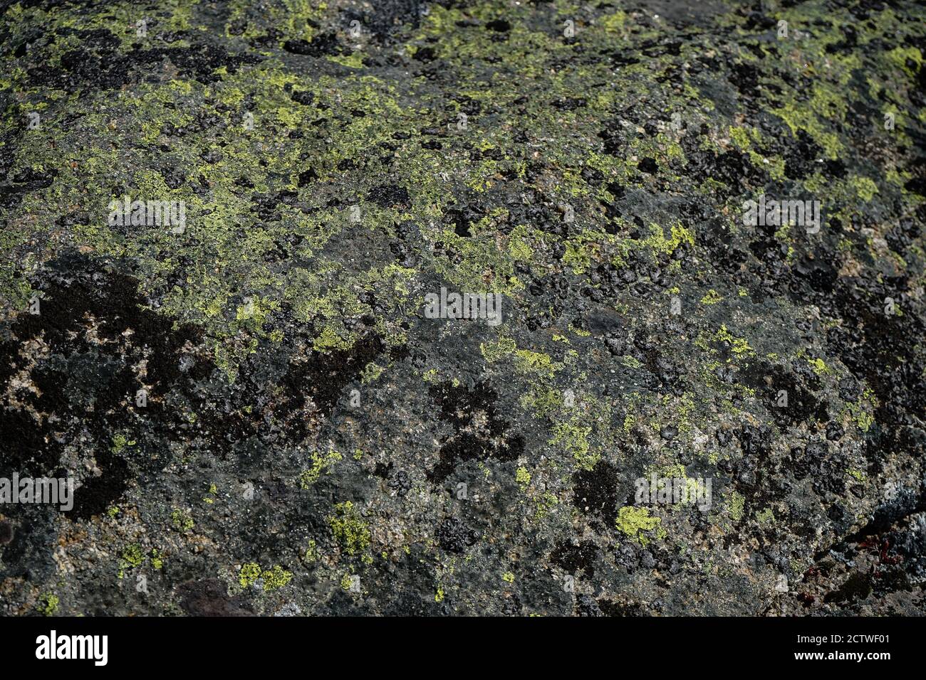 Closeup shot of a dirty mossy surface in Serra do Caramulo, Portugal ...