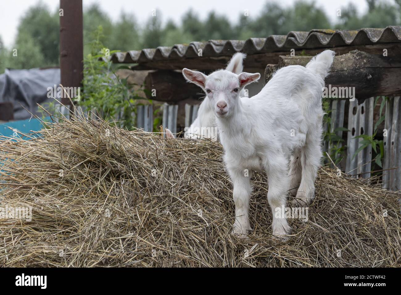 Little goat play on a farm yard on a summer day Stock Photo - Alamy