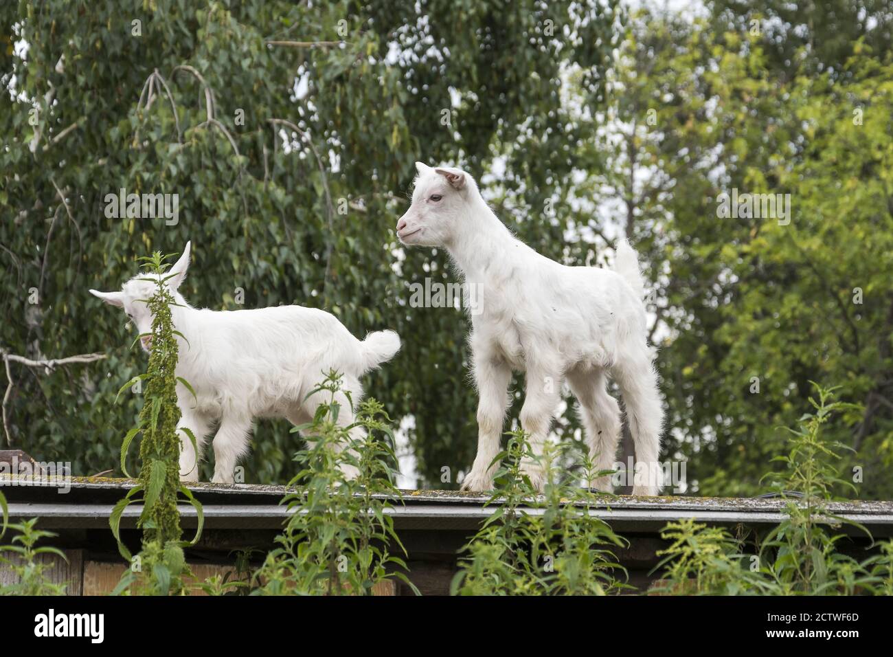 Two kids with farm animals hi-res stock photography and images - Alamy