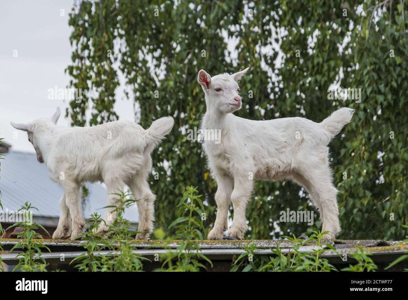 Two kids with farm animals hi-res stock photography and images - Alamy
