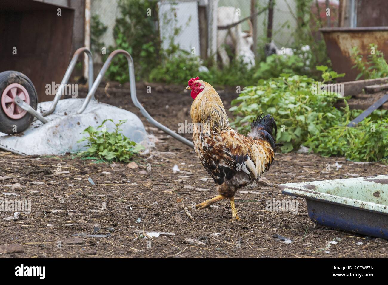 Life of a brightly colored rooster in a farm yard Stock Photo - Alamy
