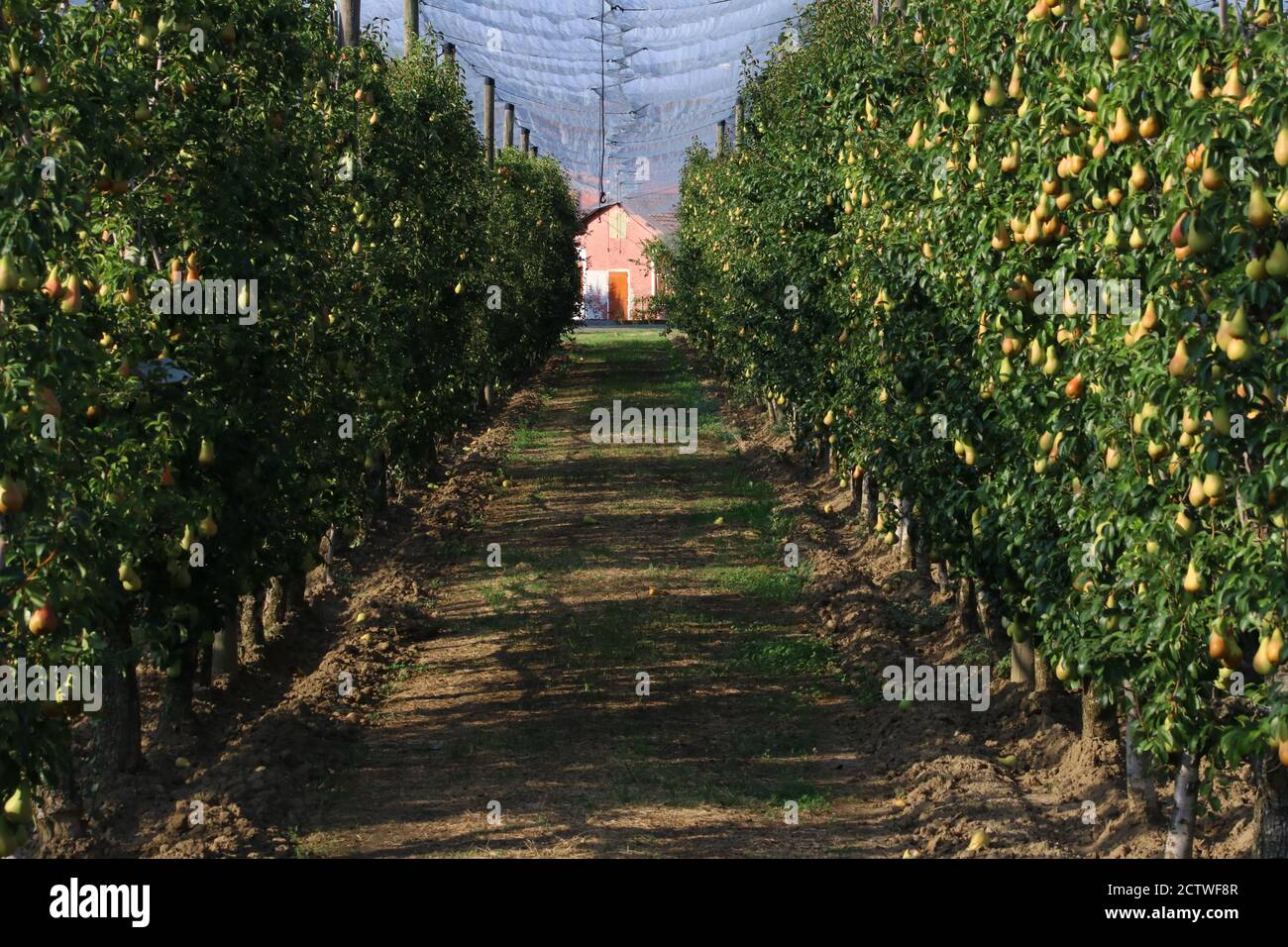 Pear fruits in agriculture, cultivation and summer production Stock ...