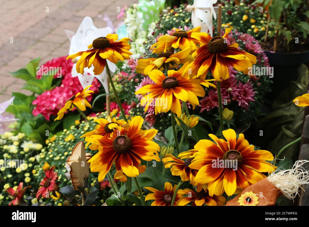 Closeup shot of cute flowers under the sunlight Stock Photo - Alamy