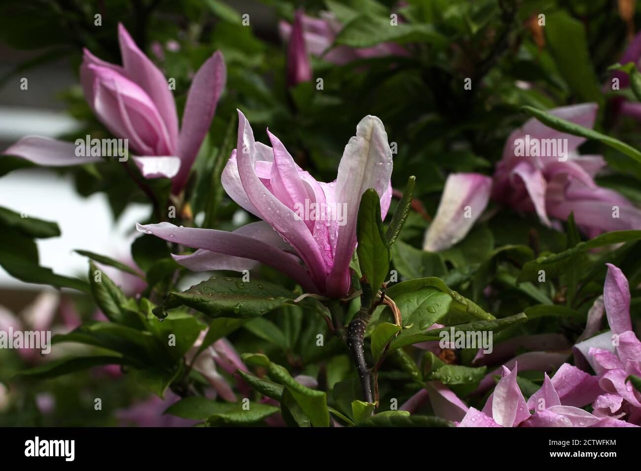 Chinese magnolias hi-res stock photography and images - Alamy