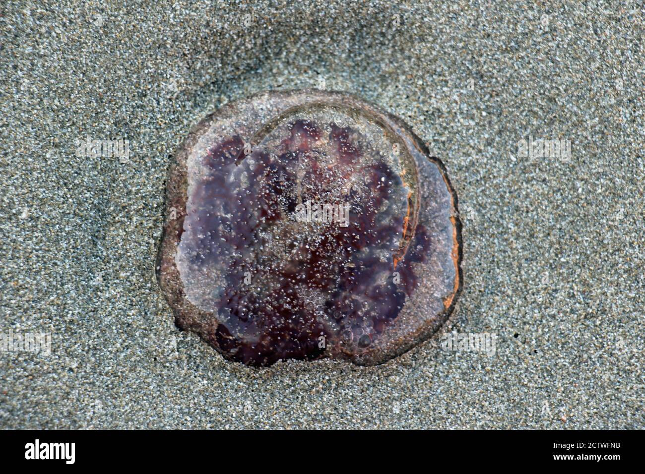 Scheibenqualle hi-res stock photography and images - Alamy