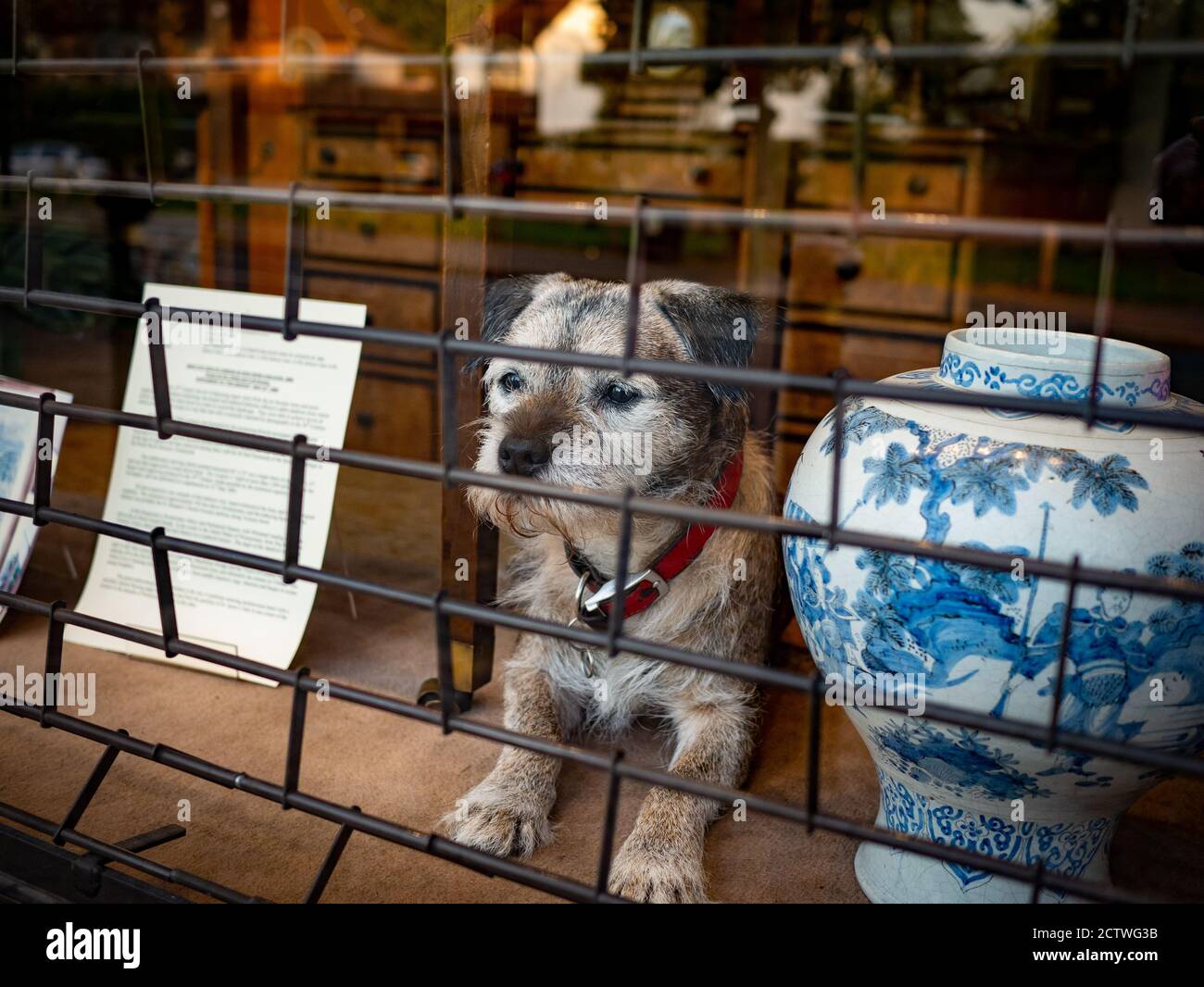 Shutter Dog High Resolution Stock Photography and Images - Alamy