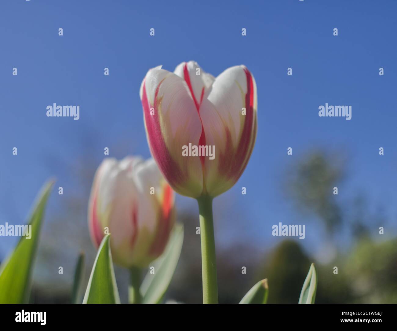 Glorious spring flower hi-res stock photography and images - Alamy