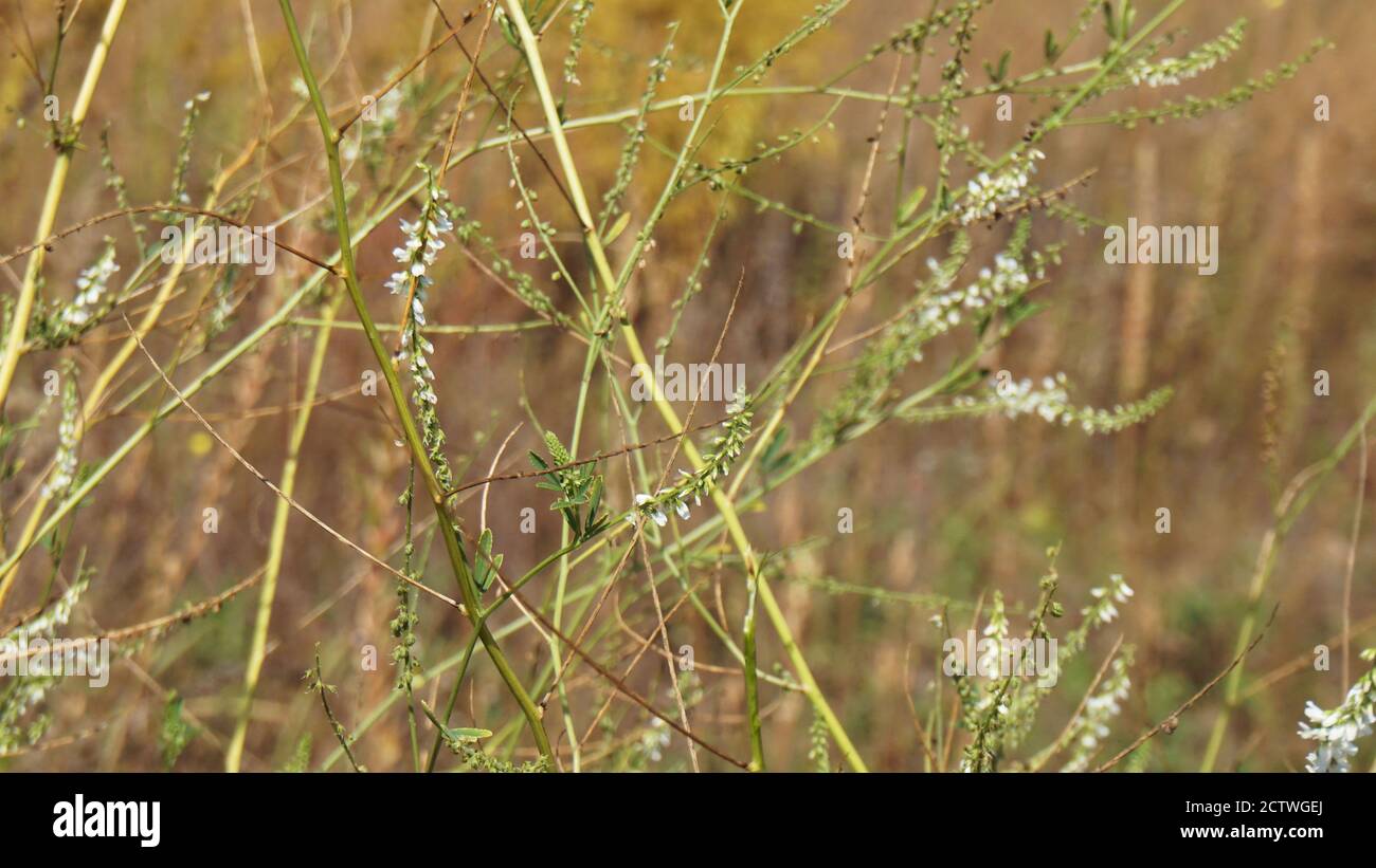 grass in the wind Stock Photo - Alamy