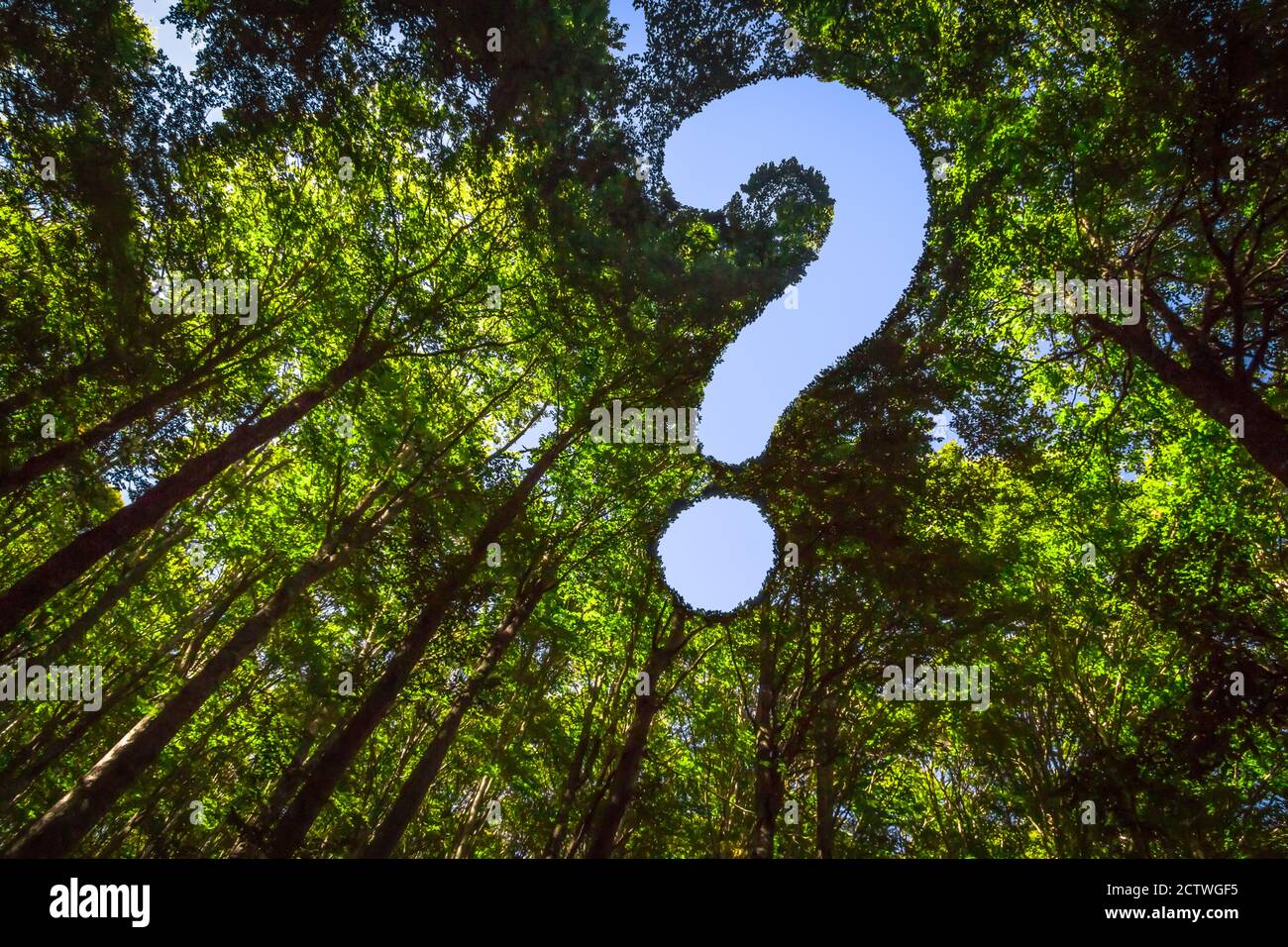 The Canopy of this Forest has a Hole in the Shape of a Question Mark ...