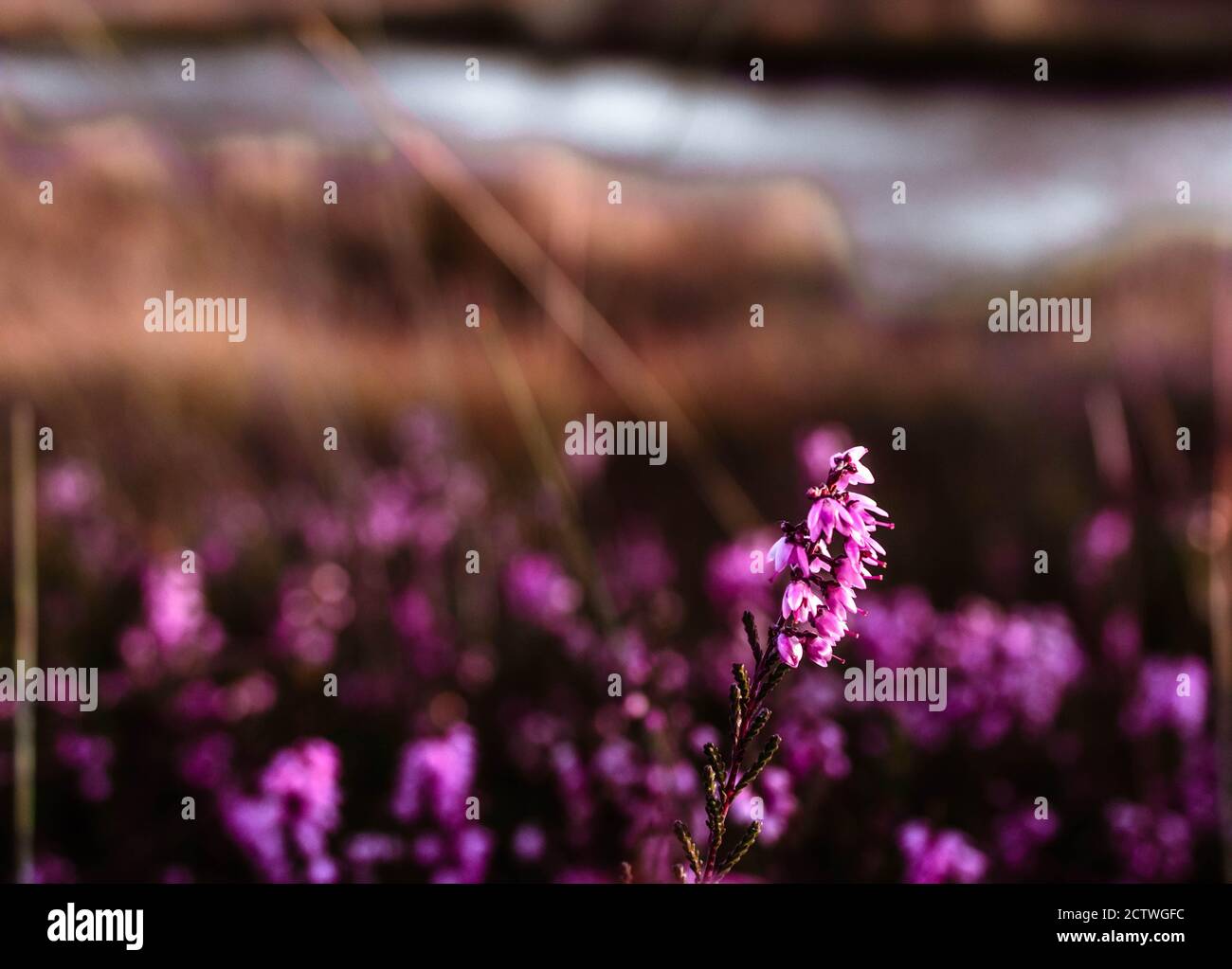 Heather flower hi-res stock photography and images - Alamy
