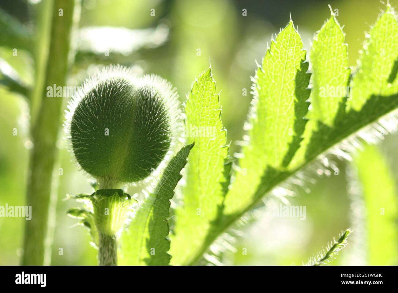 Orielntal poppy flower bud in sunlight. Natural spring background Stock ...