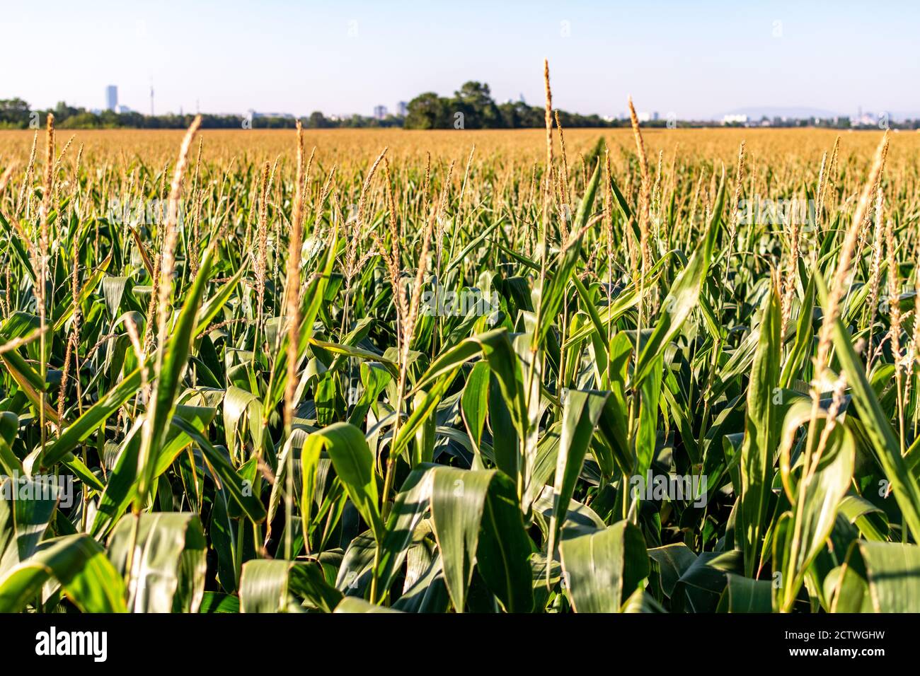Corn agriculture. Green nature. Rural field on farm land in summer ...
