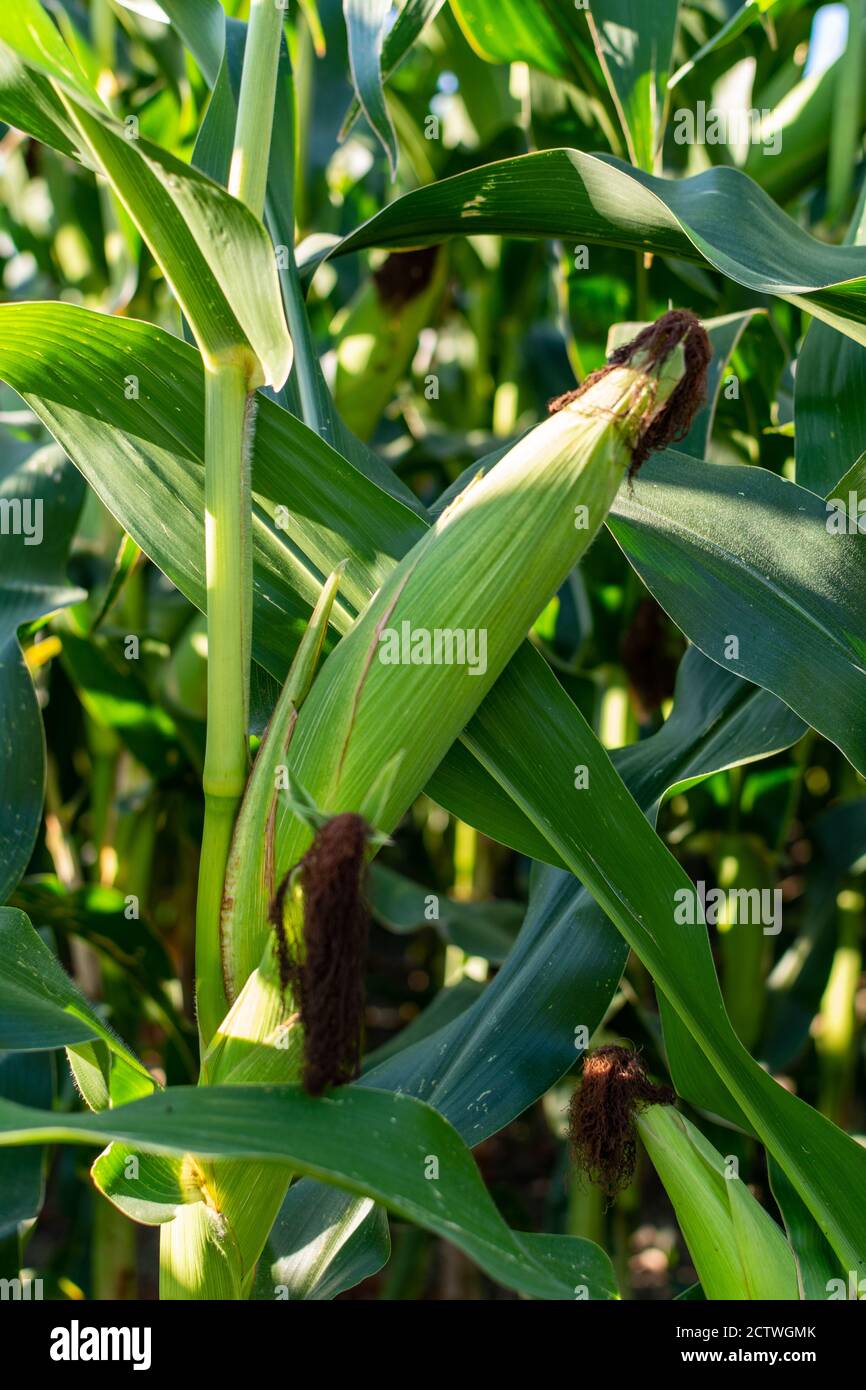 Short season crop hi-res stock photography and images - Alamy