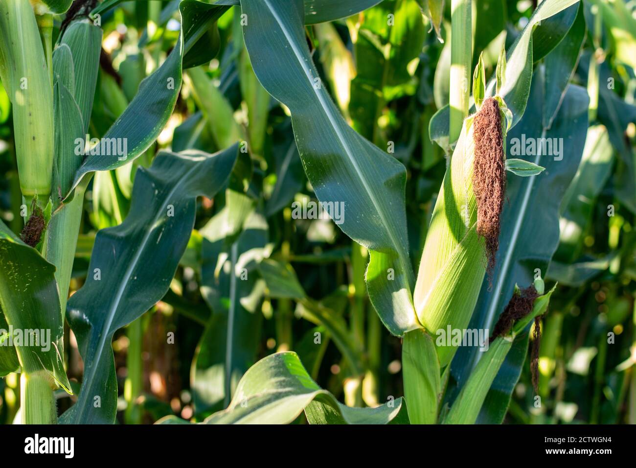 Close up of a corncob hi-res stock photography and images - Alamy