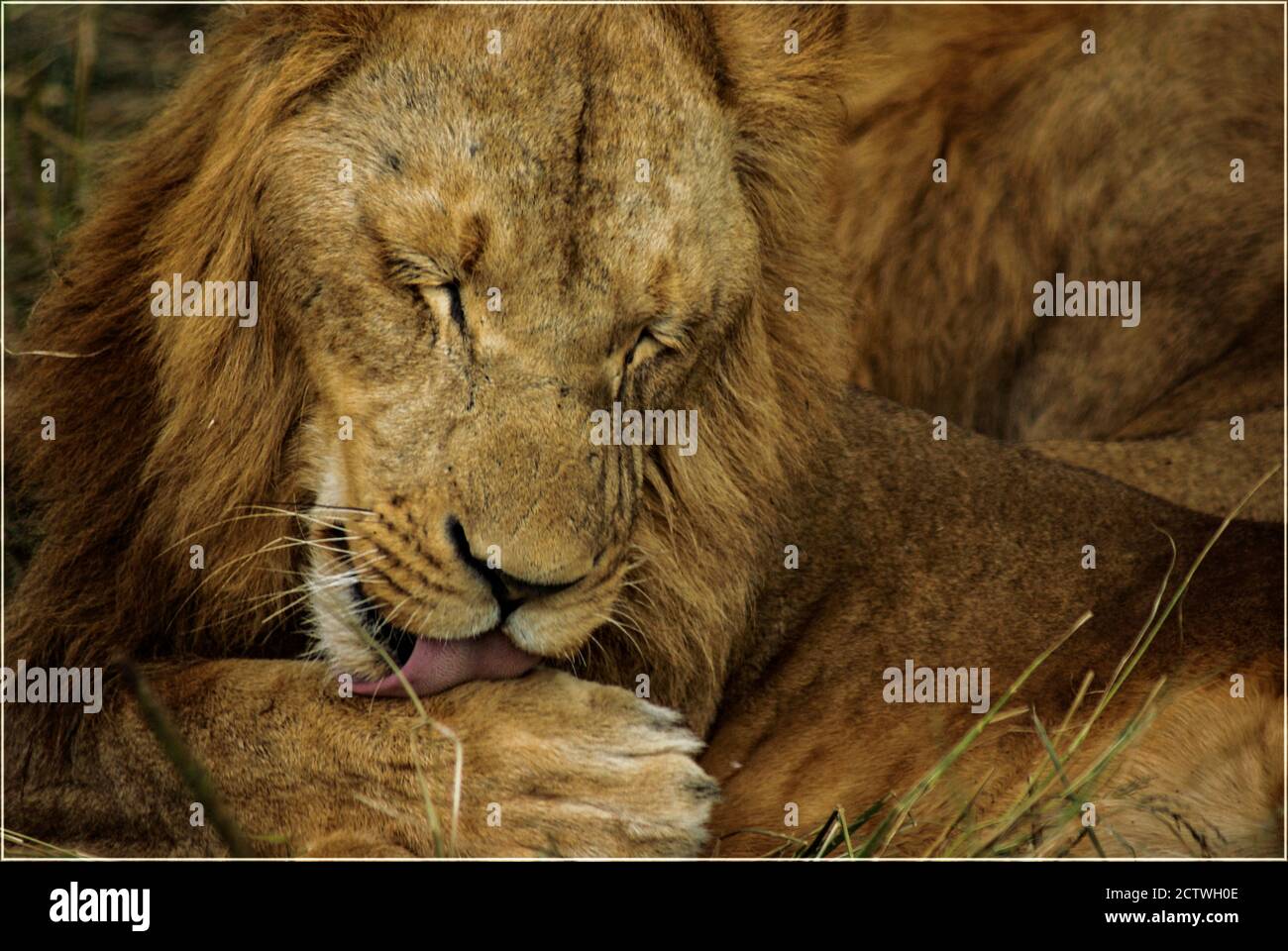 lion in natural enviroment, yawning and bing lazy enjoying the day ...