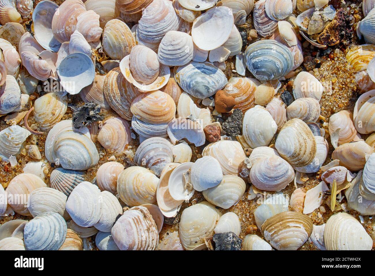 shells on the beach sand, top view Stock Photo - Alamy