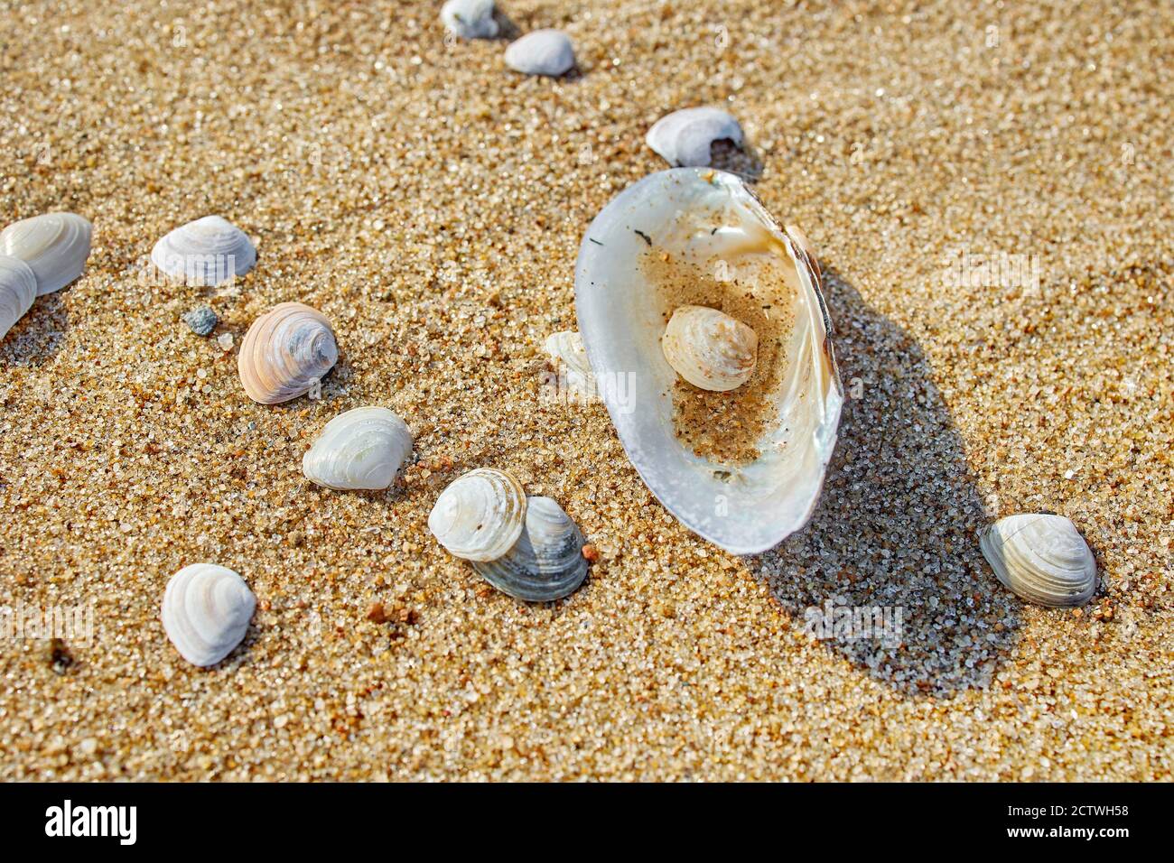 shells on the beach sand, top view, selective focus Stock Photo - Alamy