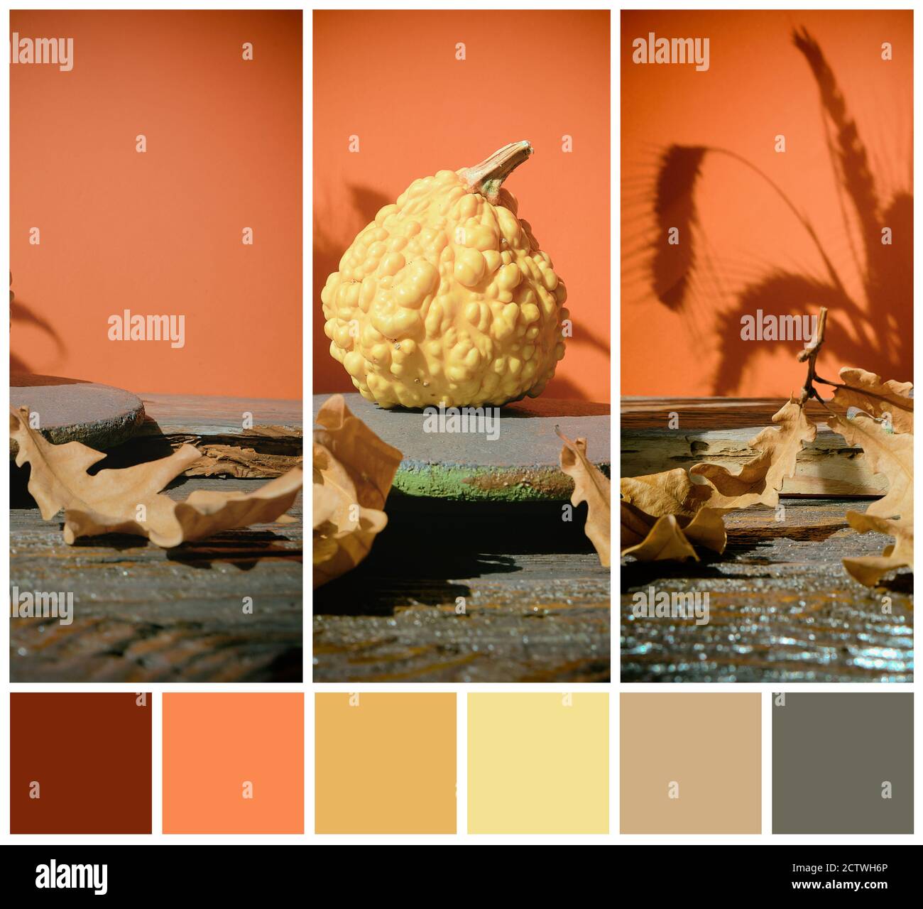 Color matching palette from natural Autumn decorations with yellow ...