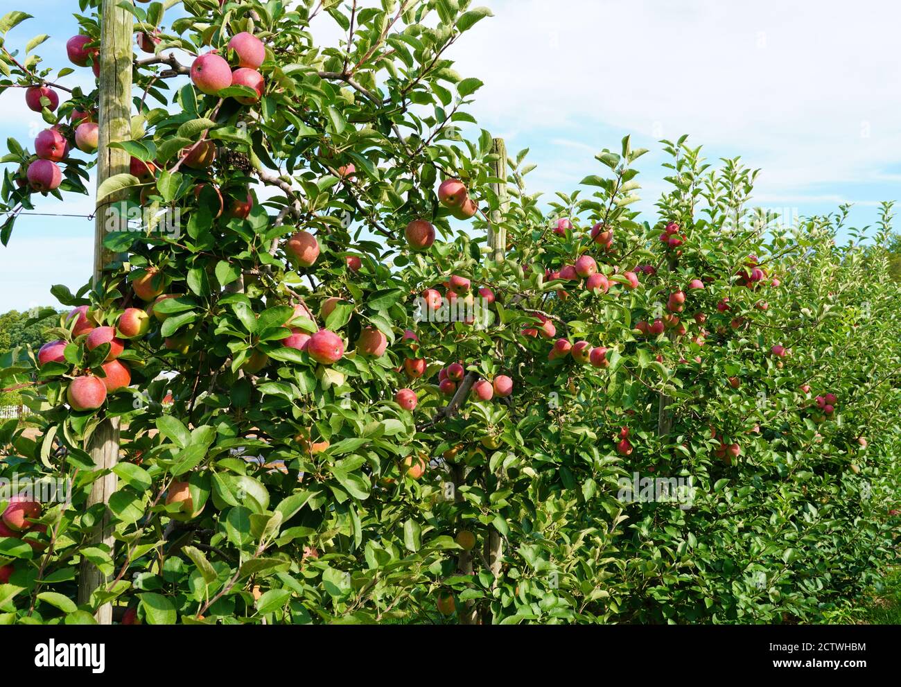 Fresh apples growing on trees at an apple orchard Stock Photo - Alamy