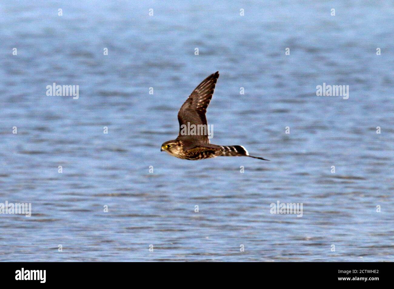 Small wing span hi-res stock photography and images - Alamy