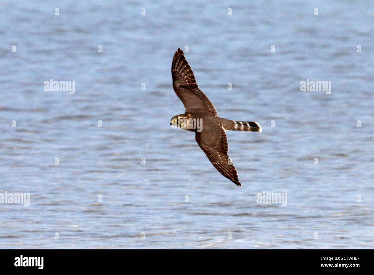 Merlin flying over lake Stock Photo - Alamy