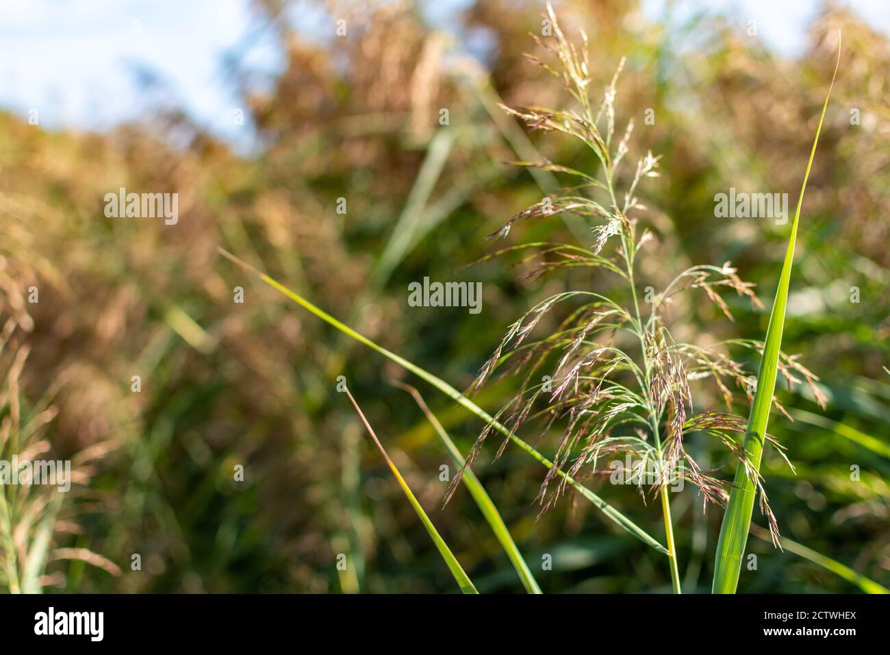 Outdoor plant environment hi-res stock photography and images - Alamy