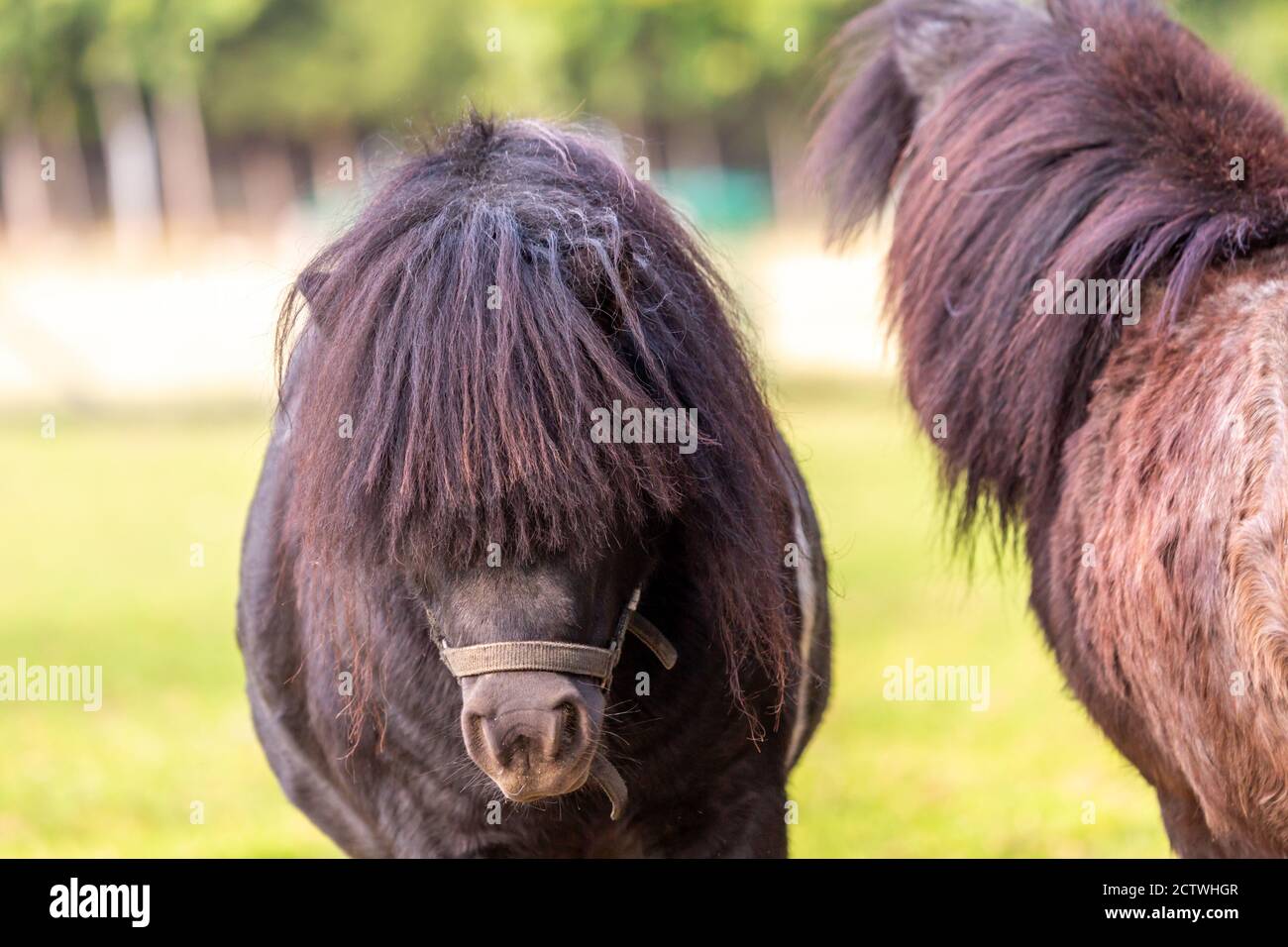 Portrait of a Shetland pony at a farm Stock Photo - Alamy
