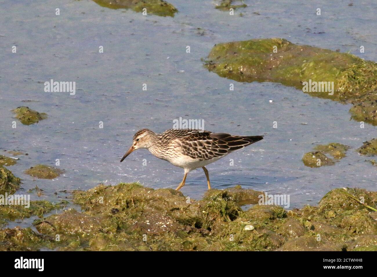 Pectoral sandpiper juvenile hi-res stock photography and images - Alamy