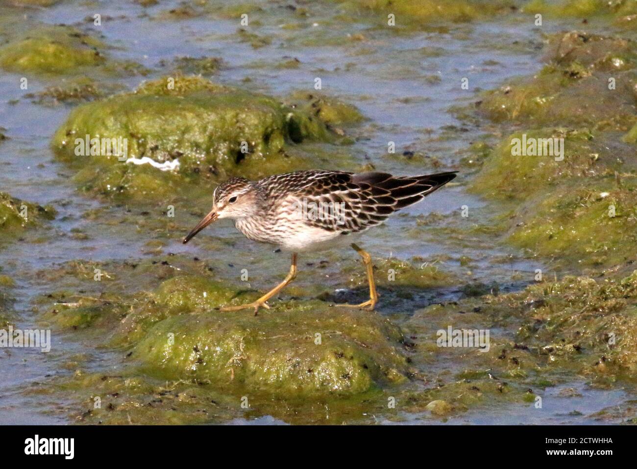 Pectoral sandpiper juvenile hi-res stock photography and images - Alamy