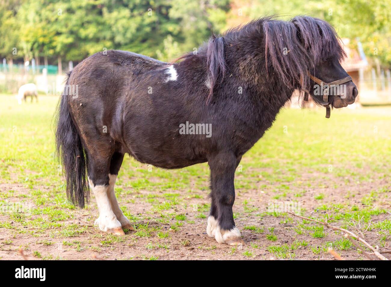 Stallion shetland pony hi-res stock photography and images - Alamy