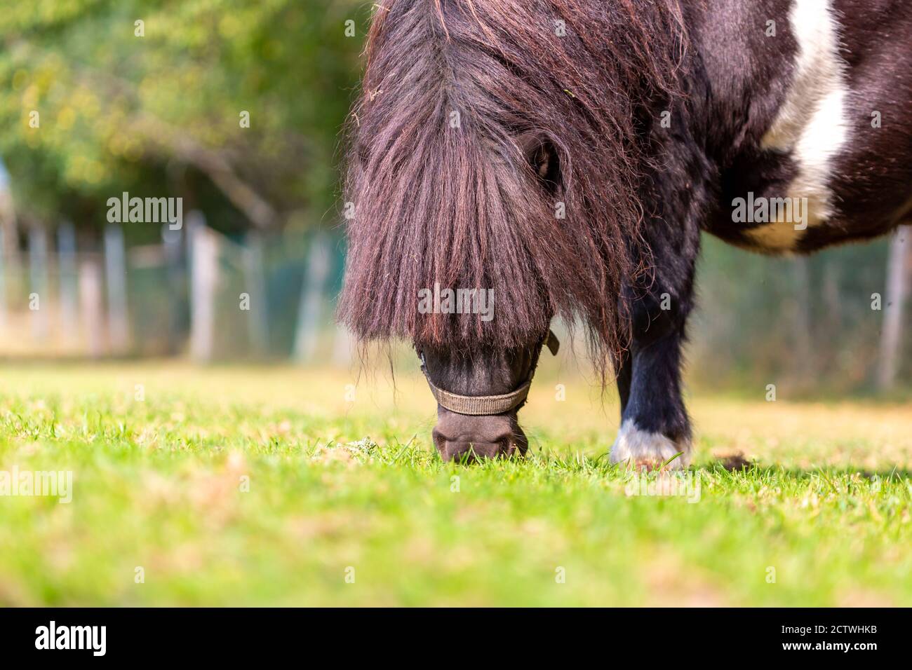 Stallion shetland pony hi-res stock photography and images - Alamy