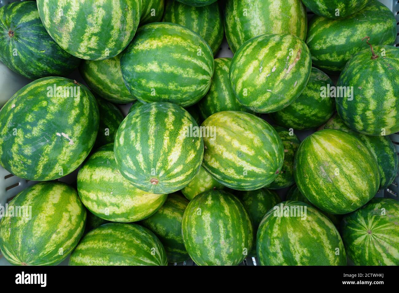 Watermelon for sale at a farm in New Jersey Stock Photo - Alamy