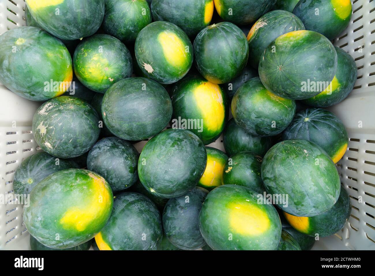 Watermelon for sale at a farm in New Jersey Stock Photo - Alamy