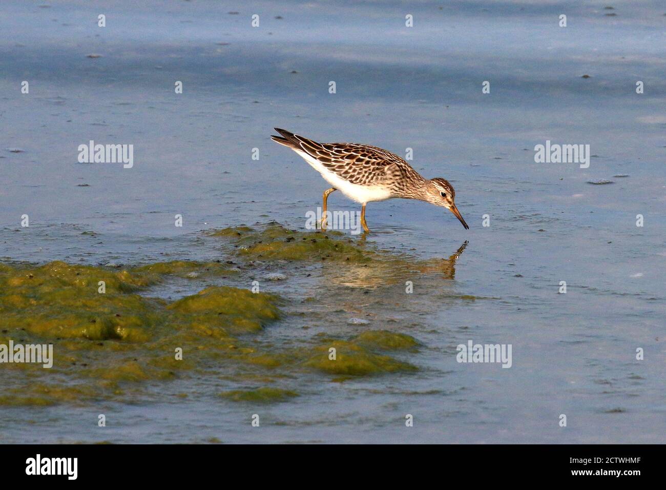 Pectoral Sandpiper feeding in lake Stock Photo - Alamy