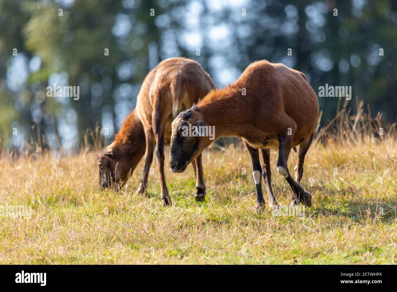 Portrait of sheep standing hi-res stock photography and images - Alamy