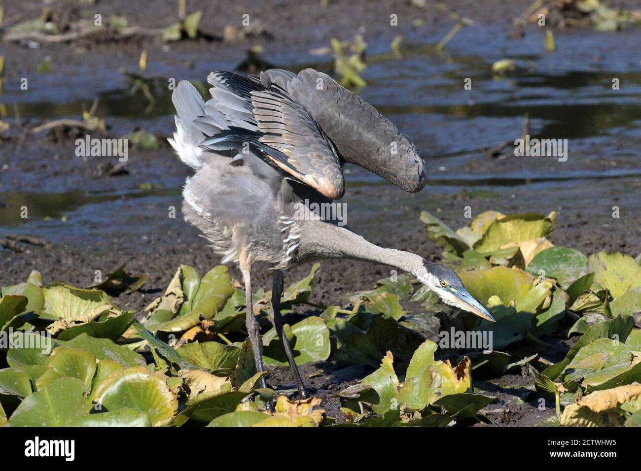 Great Blue Herons in marsh Stock Photo - Alamy