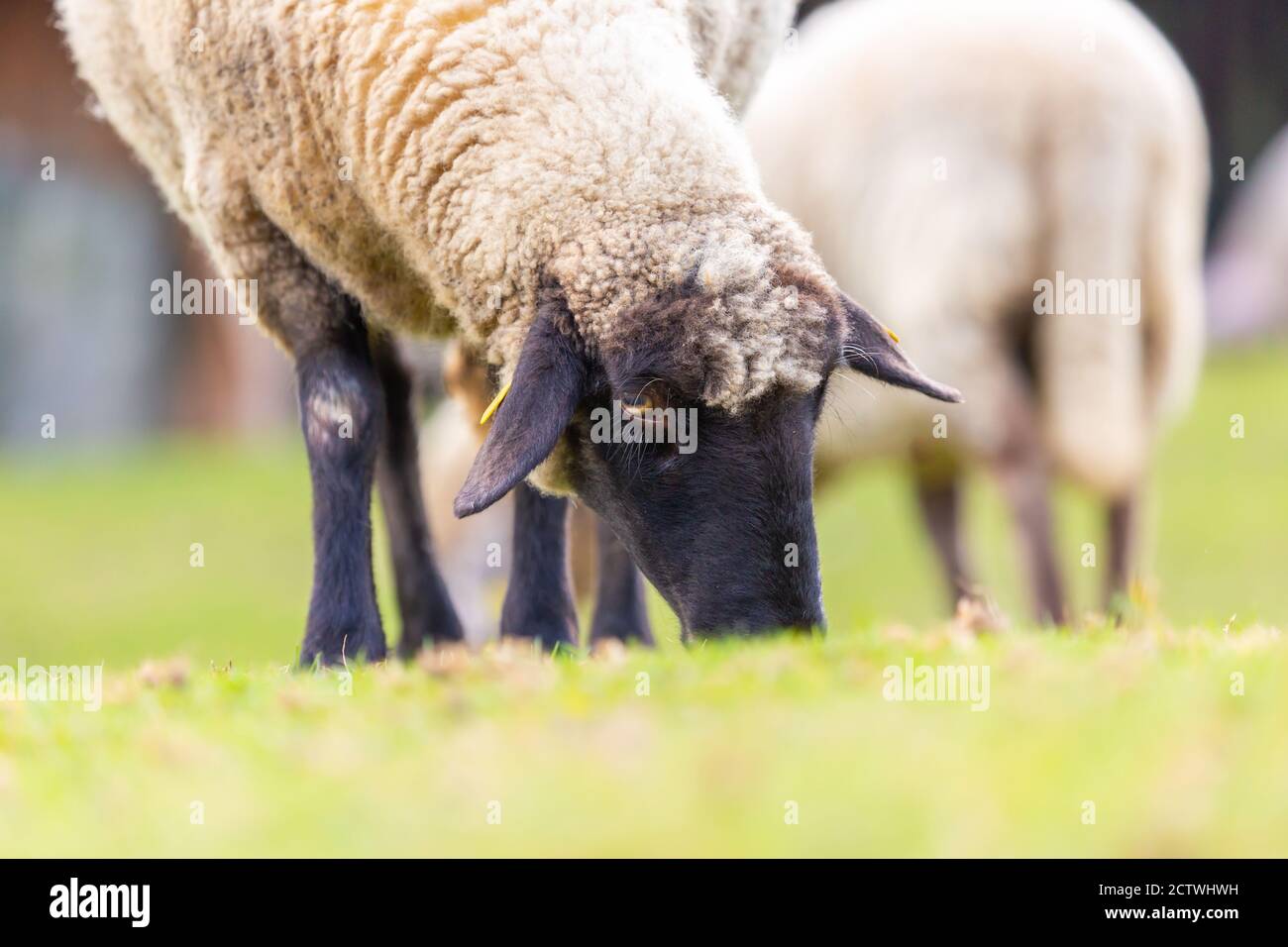 Portrait of sheep standing hi-res stock photography and images - Alamy